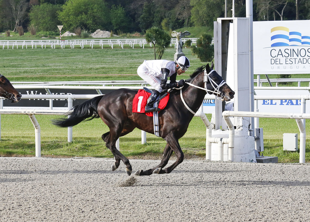 Fitzgerald segue impecável no Uruguai - Haras Santa Maria de Araras