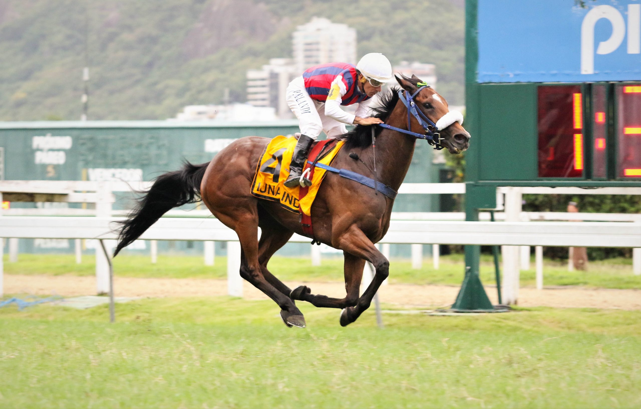 Luna Linda - Haras Santa Maria de Araras