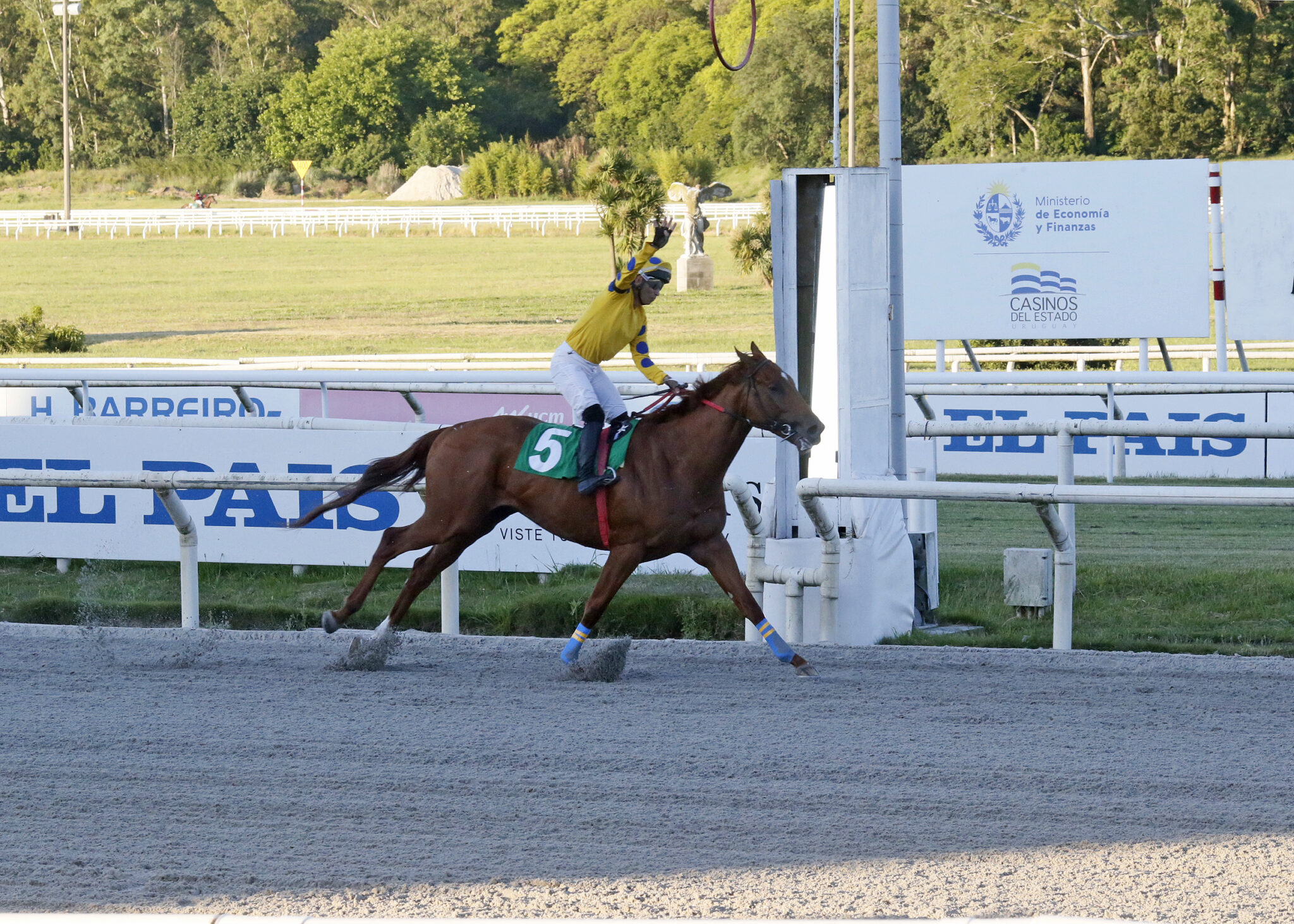 Potro criado no Santa Maria de Araras divide raia uruguaia - Haras ...